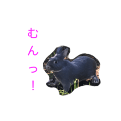 Rabbit Like_20220326223627 – LINE stickers | LINE STORE