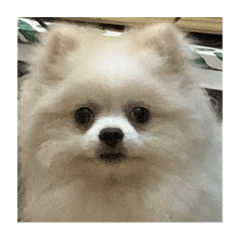 Chi_20220326154933 – LINE stickers | LINE STORE