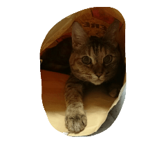 nyanta suki - Stiker LINE | LINE STORE