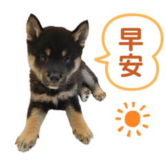 Ailey_Black Shiba Inu Charlie - LINE スタンプ | LINE STORE