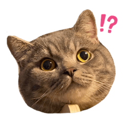 Raphy_20220401125631 – LINE stickers | LINE STORE