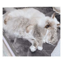 nekoyoshi_20220401142835 – สติกเกอร์ LINE | LINE STORE