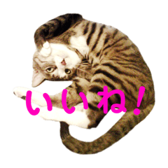 Imamu_20220403233237 - Stiker LINE | LINE STORE