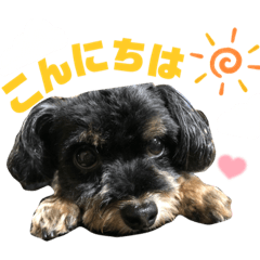 Shion._20220403174609 - Stiker LINE | LINE STORE