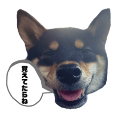 chan mari_20220410233902 – LINE stickers | LINE STORE