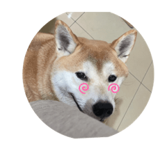 LuLu dog(?) – LINE stickers | LINE STORE