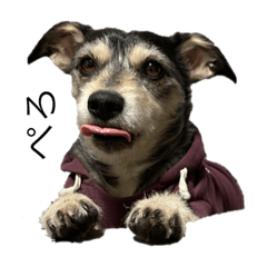 Anna_20220415175435 - Stiker LINE | LINE STORE