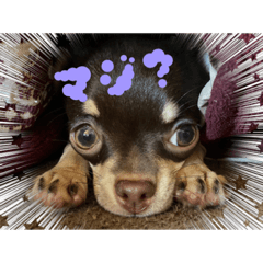 ru-min_20220418101915 – สติกเกอร์ LINE | LINE STORE