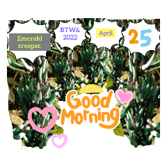 Morio_20220418113404 - Stiker LINE | LINE STORE