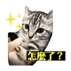 Shao_Pi:American Shorthair Mixed Bengal. - Stiker LINE | LINE STORE