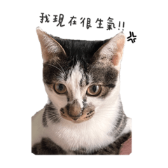 Pei_cat – LINE stickers | LINE STORE
