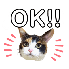 koto_20220423130442 – LINE stickers | LINE STORE