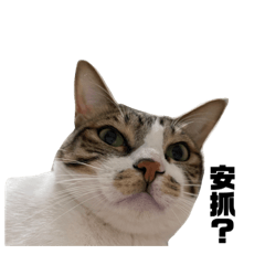 shu_20220426132620 – Stickers LINE | LINE STORE