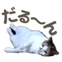 Lovely Cat Shimeji – LINE stickers | LINE STORE
