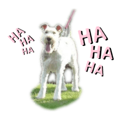 Bubb, the Wire Fox Terrier – LINE貼圖 | LINE STORE