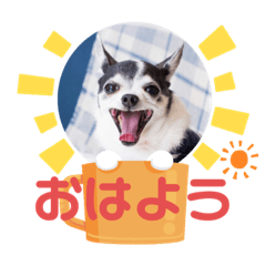 CHIRORU_20220505152516 – สติกเกอร์ LINE | LINE STORE