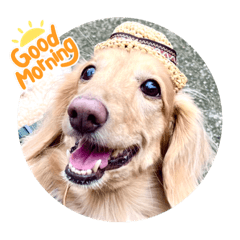 臘腸狗狗小Bagle – LINE貼圖 | LINE STORE