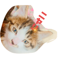 ronron stn_20220511163342 – LINE stickers | LINE STORE