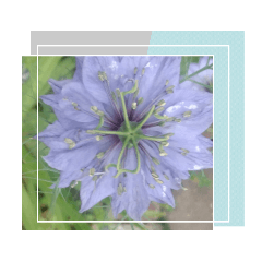 花(2022/5/11•12) - LINE スタンプ | LINE STORE