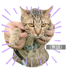 Candy with Penut – LINE stickers | LINE STORE