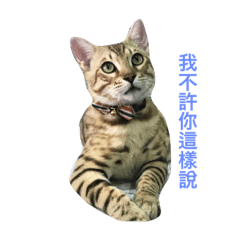 Wu Shi - Cat - Stiker LINE | LINE STORE