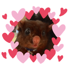 funny flying squirrel – LINE stickers | LINE STORE