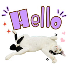 Cat PVD – สติกเกอร์ LINE | LINE STORE