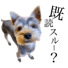 a-chara_20220517193114 - Stiker LINE | LINE STORE