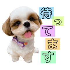 pom stamp. - LINE スタンプ | LINE STORE