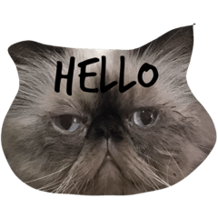 cher's cats - Stiker LINE | LINE STORE