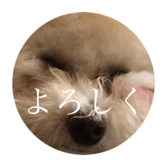 inuko_20220526071334 – LINE貼圖 | LINE STORE