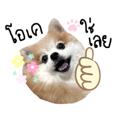 Pomeranian Maa Uan – LINE stickers | LINE STORE