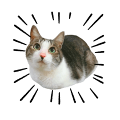 koro.cat_20220529004514 – สติกเกอร์ LINE | LINE STORE