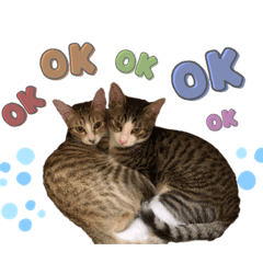 JingWen_20220601164111 – LINE stickers | LINE STORE