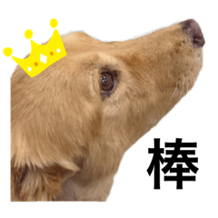 Ariko_20220602174310 – LINE stickers | LINE STORE