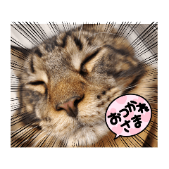 napnap_20220611142654 – LINE stickers | LINE STORE