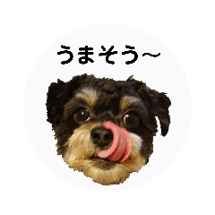 chachamaru.com – LINE stickers | LINE STORE