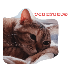 nyaruru_20220614030349 – LINE stickers | LINE STORE