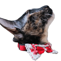 Daily Hime Cat - LINE スタンプ | LINE STORE