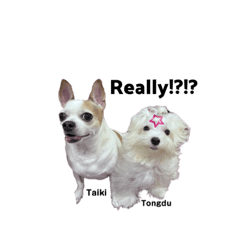 Tongdu and Taiki : Crazy Dog – สติกเกอร์ LINE | LINE STORE