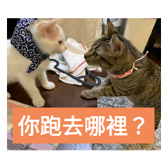 Cat in DaDa v1 – LINE stickers | LINE STORE