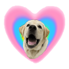 Bravo (Labrador)_20220629154527 – LINE stickers | LINE STORE
