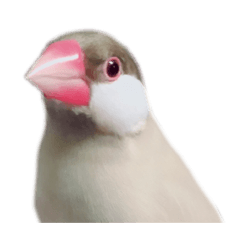 puchan_20220710034513 - Stiker LINE | LINE STORE