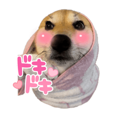 shibainu kome_20220709223924 – LINE stickers | LINE STORE