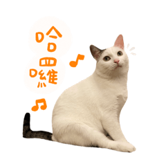 Handsome Maji cat - LINE スタンプ | LINE STORE