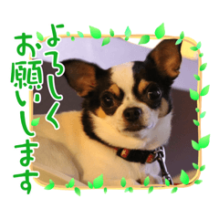 mooko_20220712195408 – LINE stickers | LINE STORE