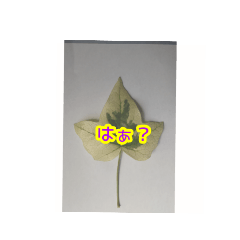 hario_20220720093615 - Stiker LINE | LINE STORE