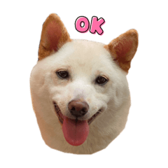 Honey the Shiba Inu 3 – LINE stickers | LINE STORE