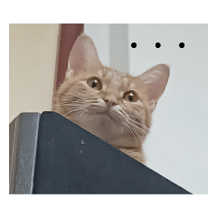 FFCCC - LINE スタンプ | LINE STORE