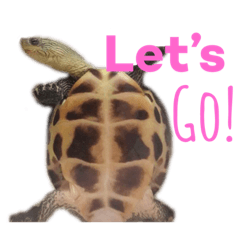 A turtle chatterbox - LINE スタンプ | LINE STORE